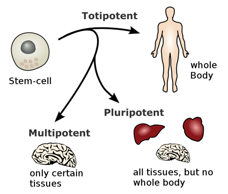 What Are Stem Cells Medical And Scientific Facts What Are Stem Cells Medical And Scientific Facts